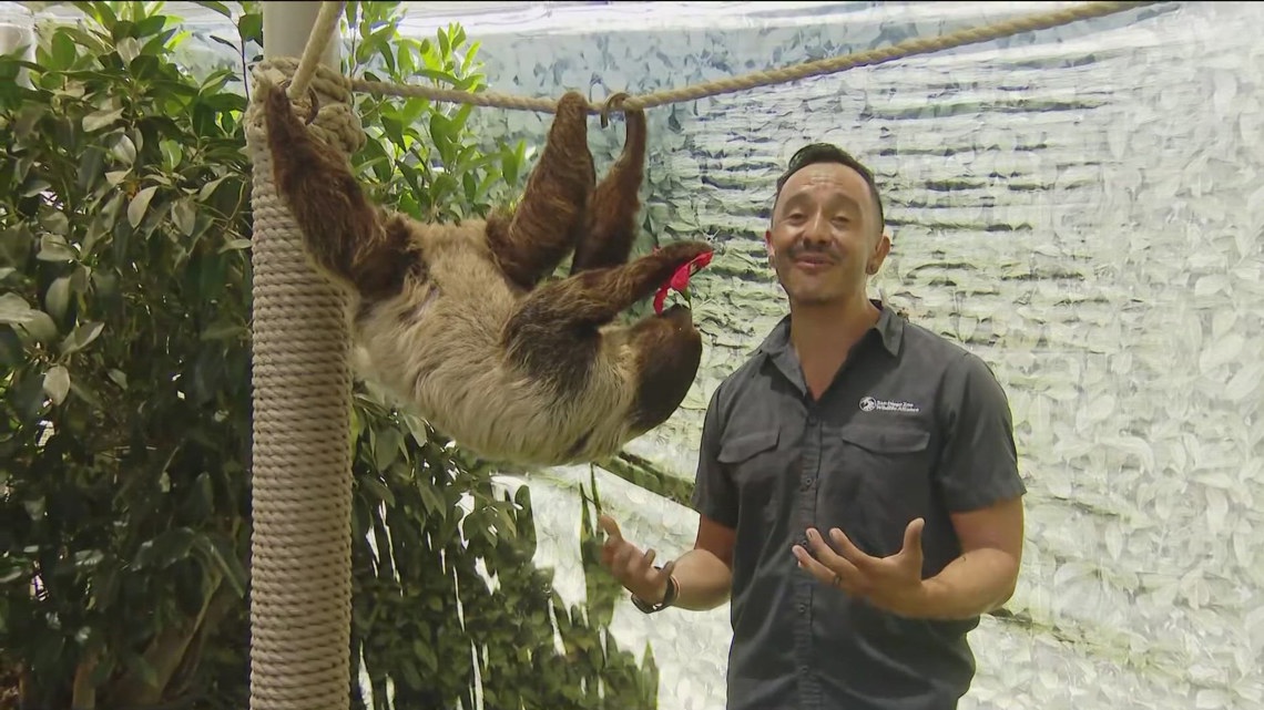Zoo Day | Fun facts about sloths | cbs8.com