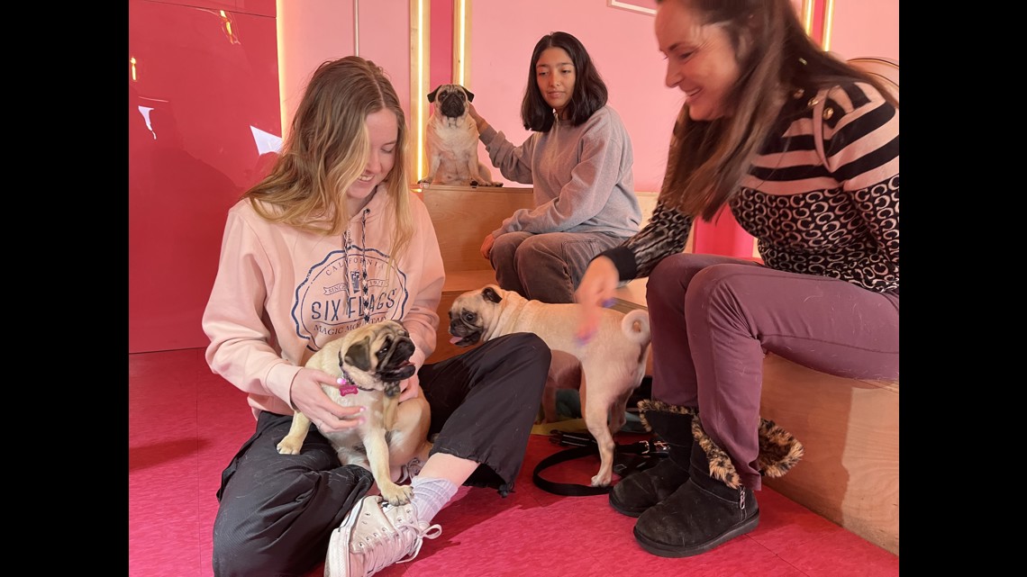 CuppaPug in Escondido caters to pug lovers | cbs8.com