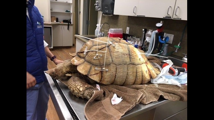 Injured tortoise's shell repaired thanks to San Diego County’s Spirit ...
