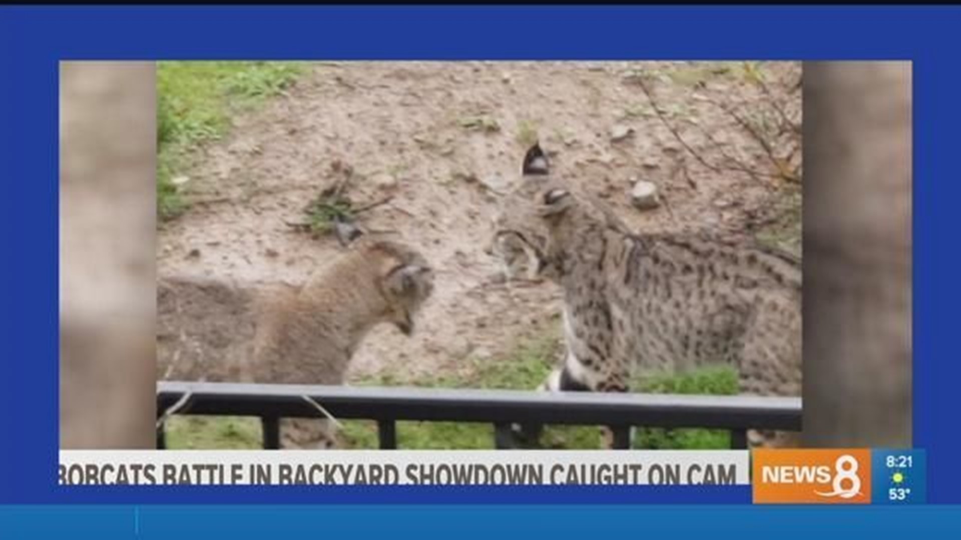 Caught on Camera: Bobcats battle in backyard showdown in North County ...