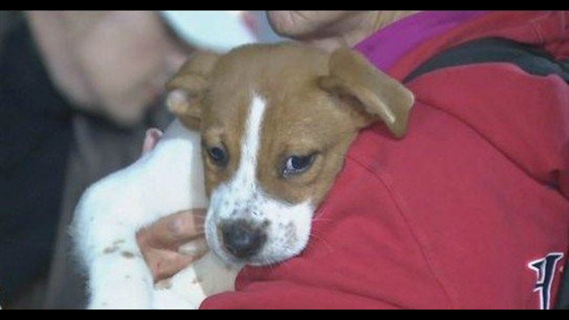 Orphaned puppies arrive in San Diego from Houston | cbs8.com