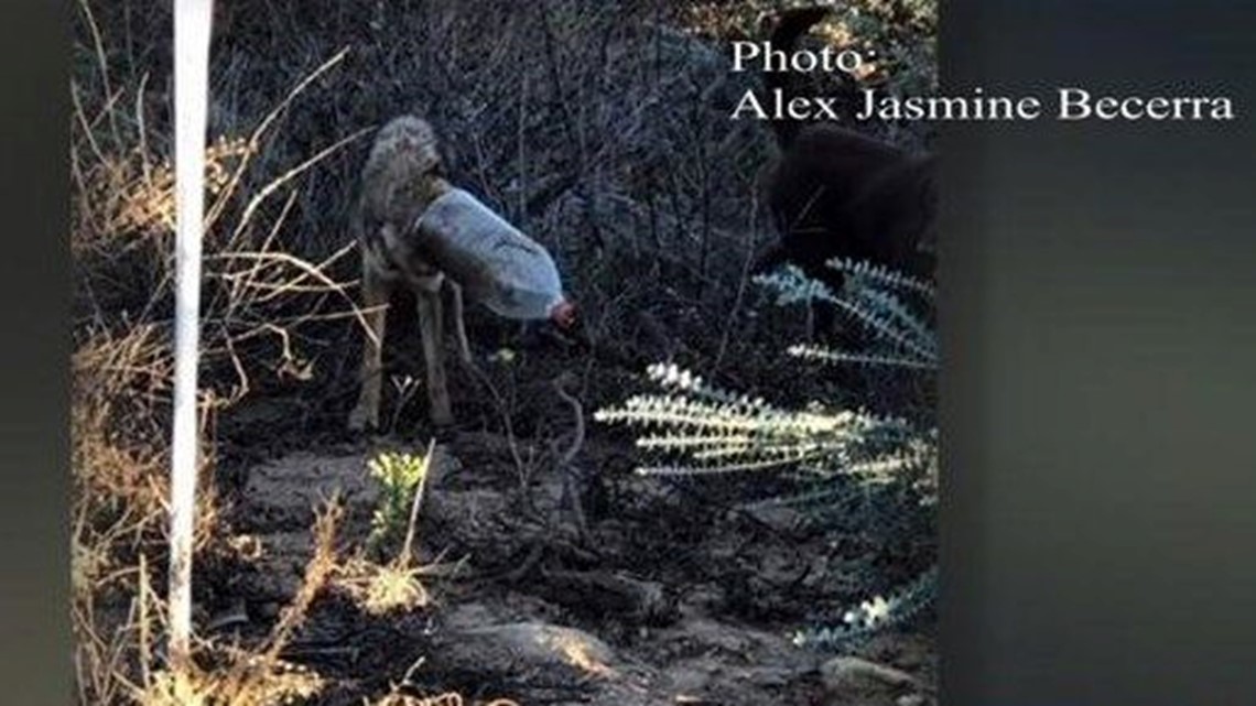Valley Center community rallies together to try and save injured coyote ...