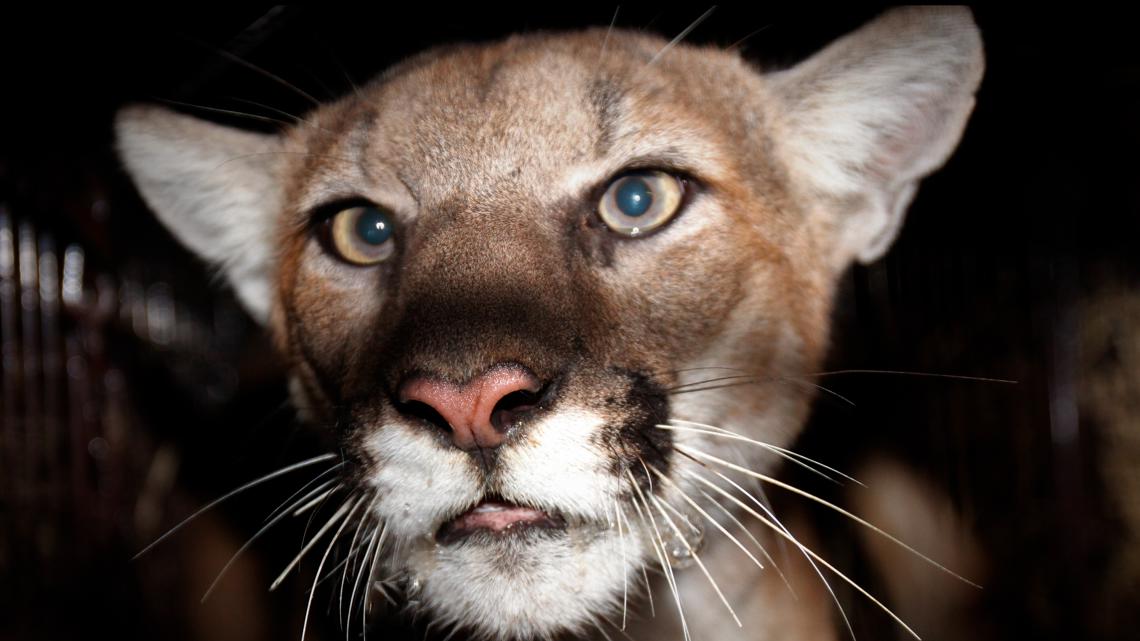 What you should do if you see a mountain lion | cbs8.com