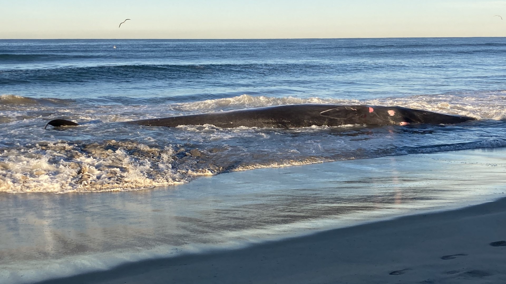 Dead whale washed up in Pacific Beach | cbs8.com