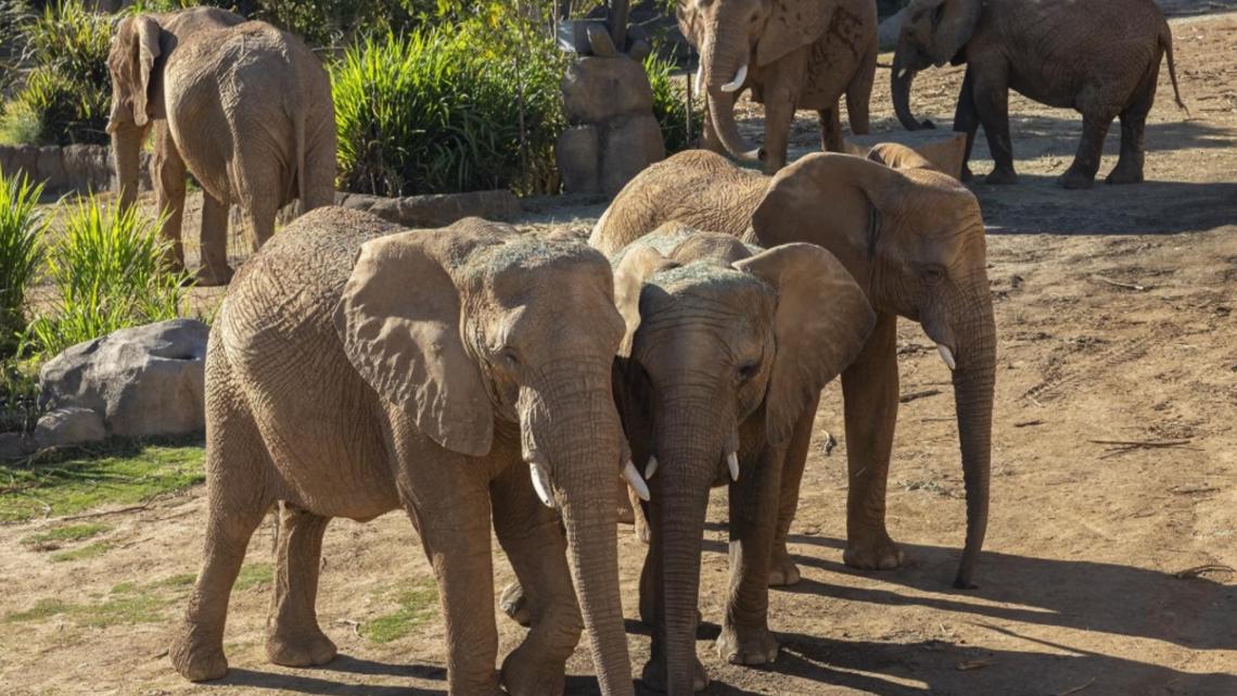 Elephant Valley opens at San Diego Zoo Safari Park | cbs8.com
