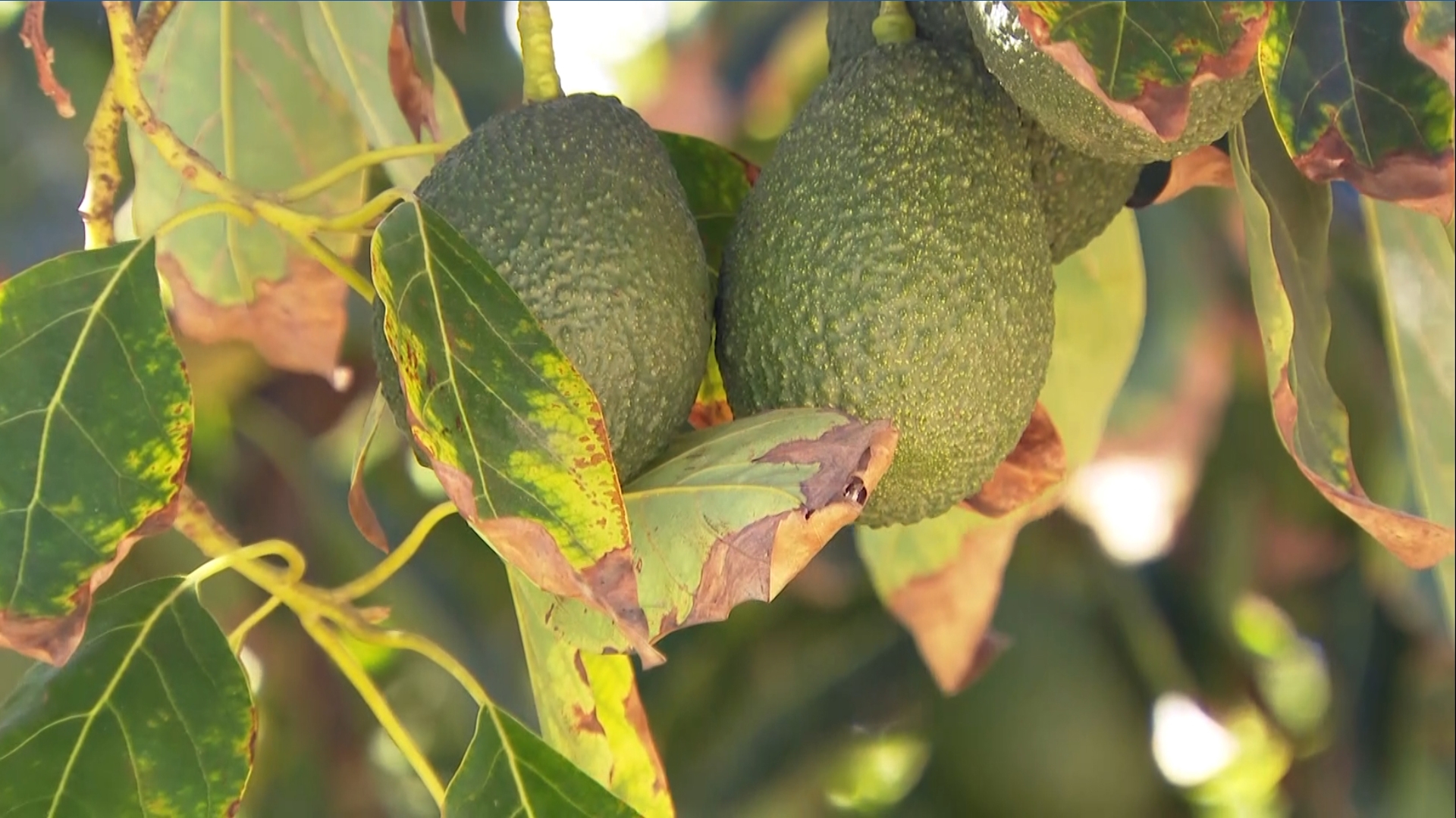 Extreme heat adds pressure on San Diego County avocado growers | cbs8.com