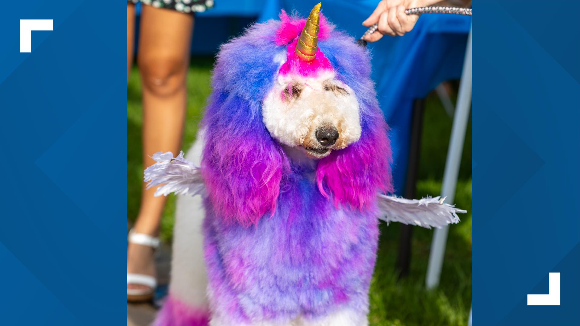 Therapy poodles bring joy to San Diego seniors | cbs8.com