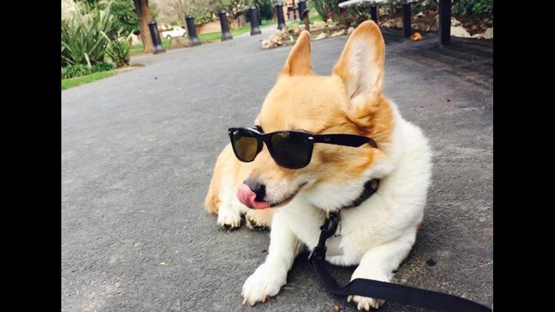 California governor's 'first dog' Sutter has died | cbs8.com