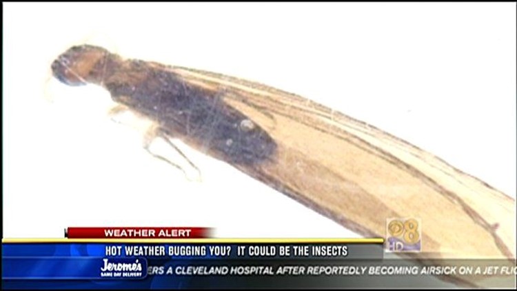 Hot weather bugging you? It could be the insects | cbs8.com