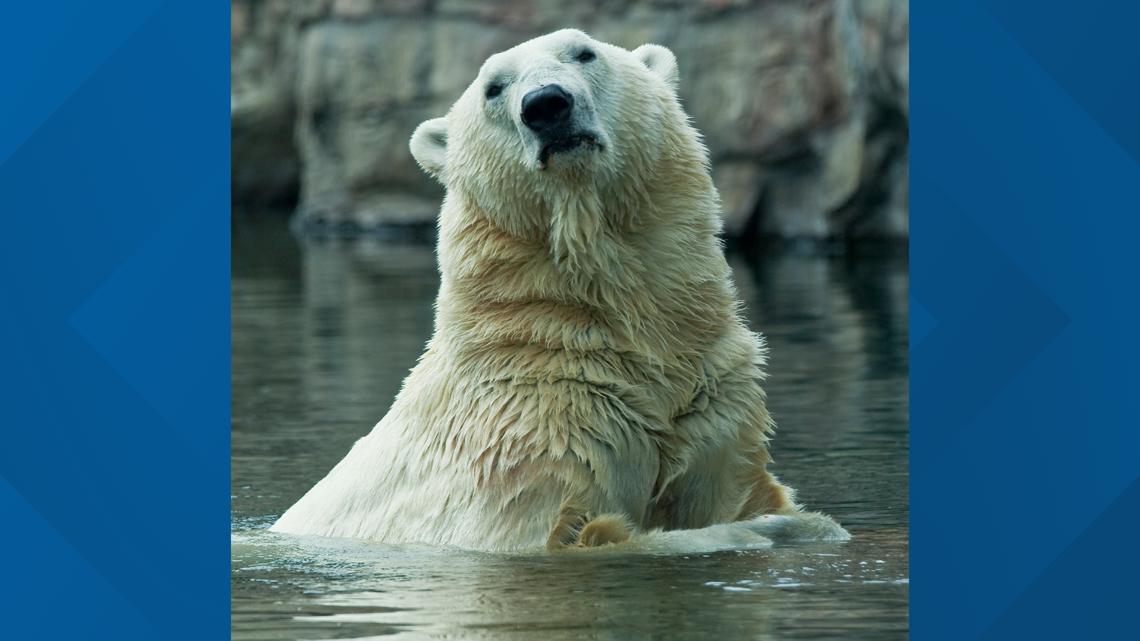 Polar Bear dies at San Diego Zoo | cbs8.com