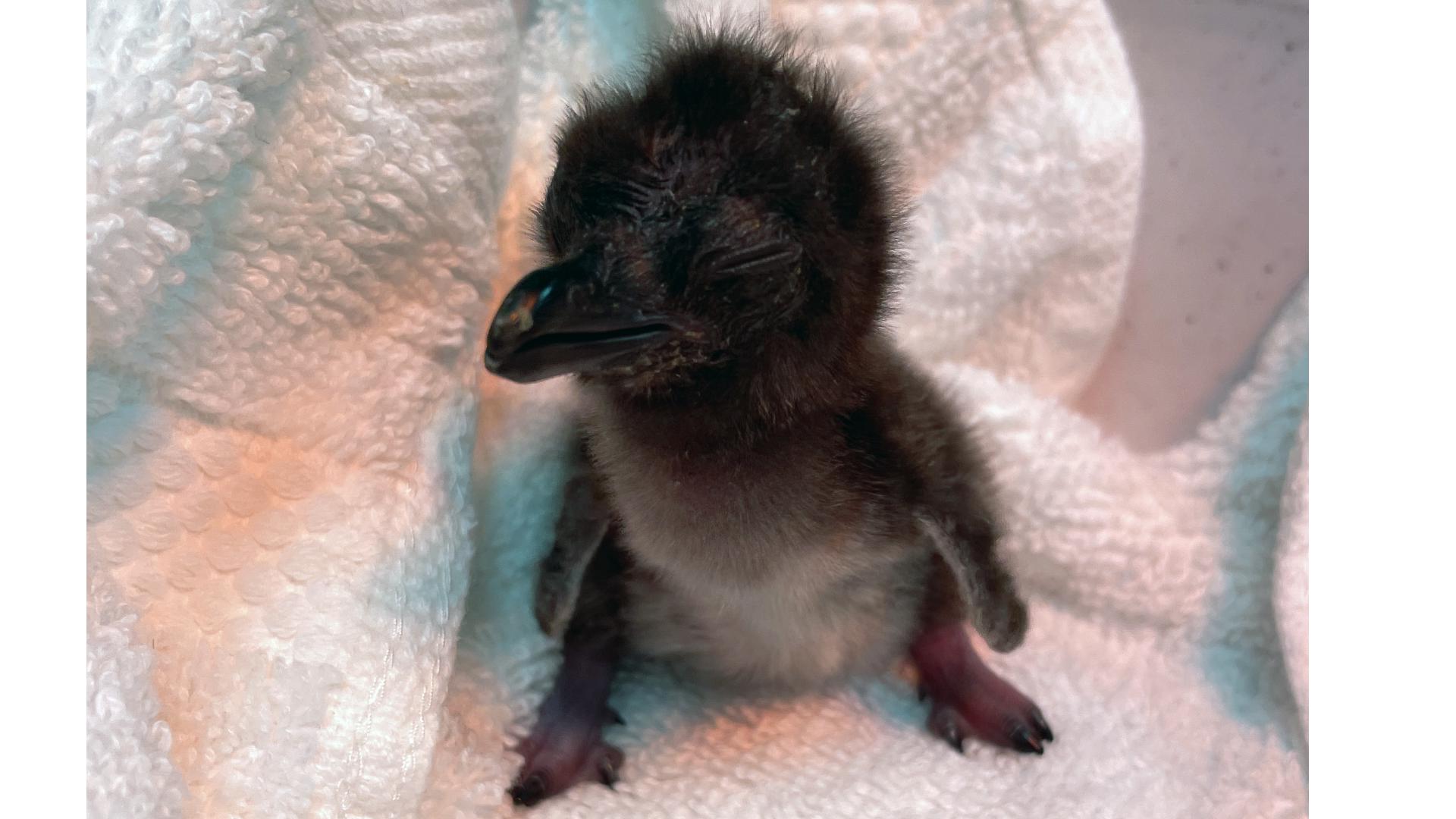 San Diego's Birch Aquarium hatches 5 Little Blue Penguin chicks | cbs8.com