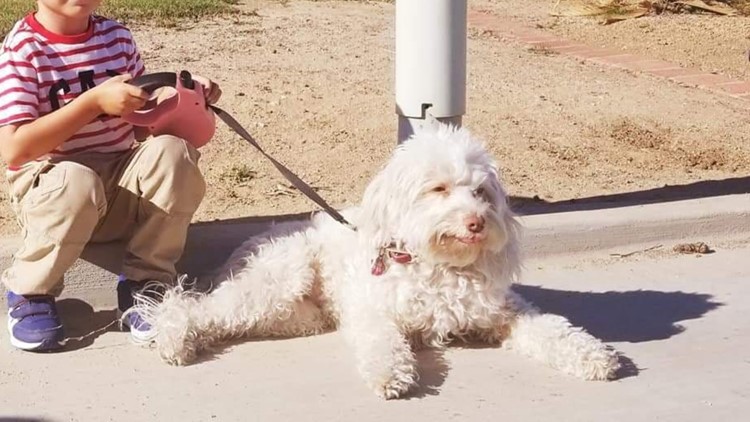 Postal worker accused of animal cruelty for spraying dog with pepper ...