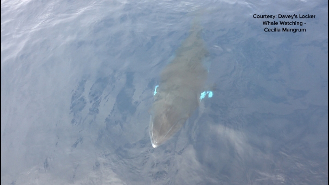 Students witness rare minke whales off Newport Beach Southern ...