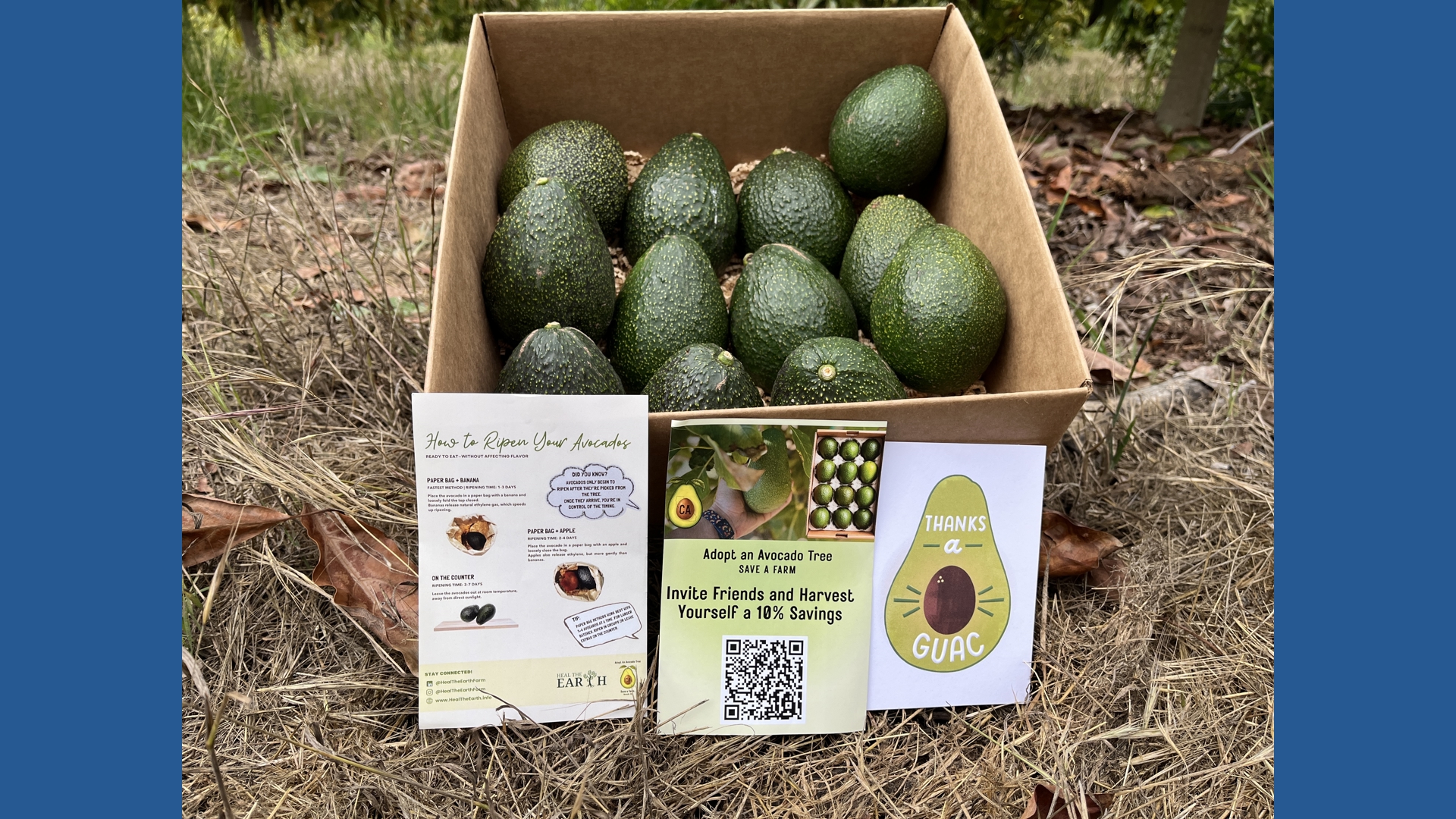New program allows San Diego residents to adopt trees to help avocado ...