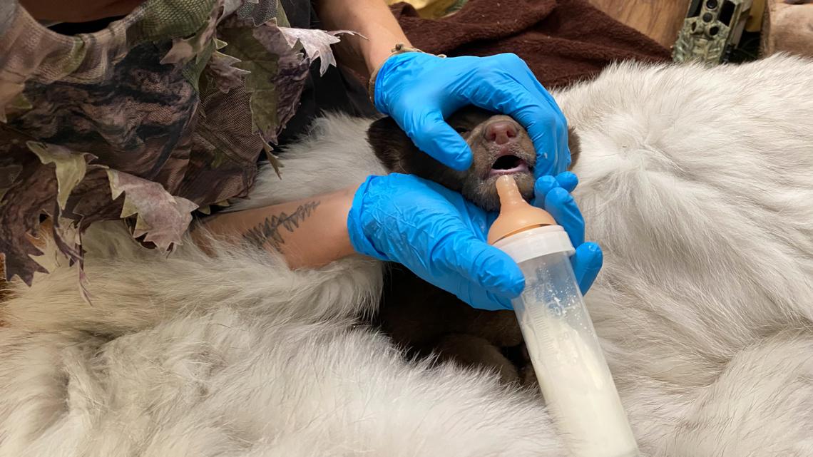 San Diego Humane Society saves abandoned bear cub | cbs8.com