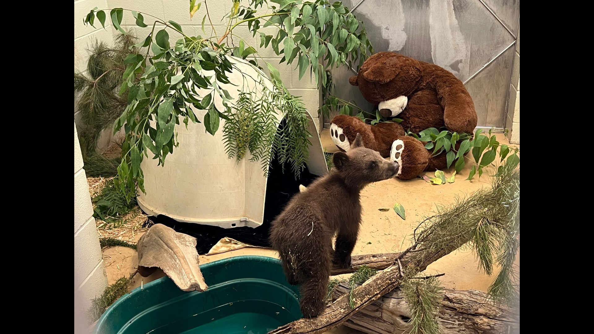 Orphan black bear cubs arrive at Ramona Wildlife Center | cbs8.com