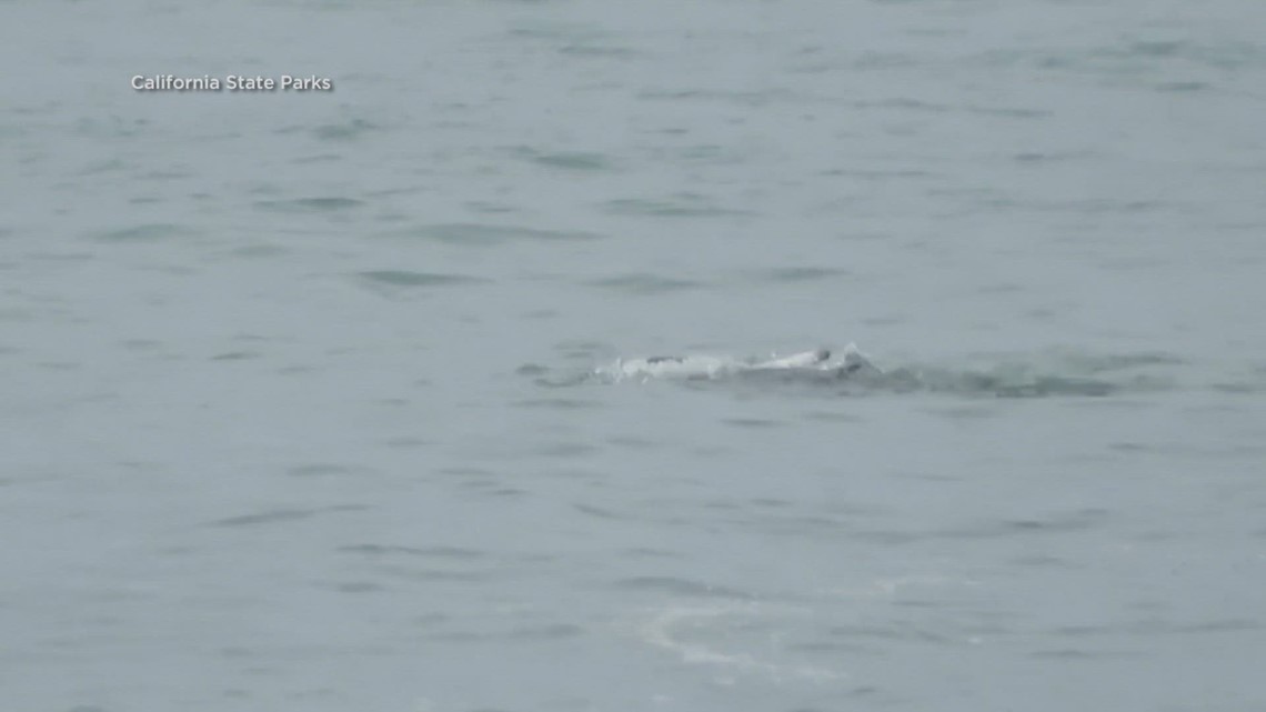 Shark snacks on dolphin off coast of La Jolla | cbs8.com