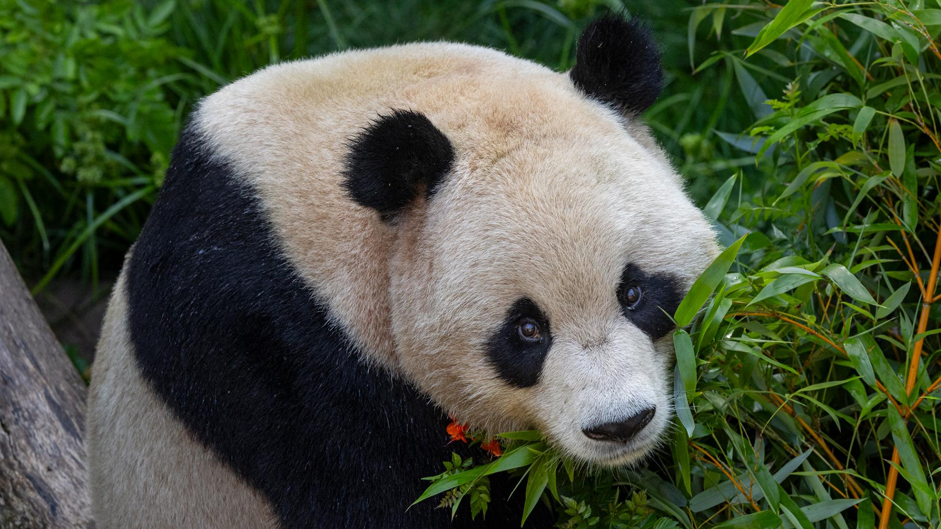 One year since giant pandas made their debut at the San Diego Zoo | cbs8.com