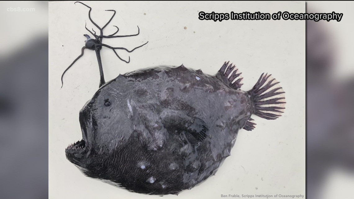 Rare Pacific Football Fish washes up on San Diego beach | cbs8.com