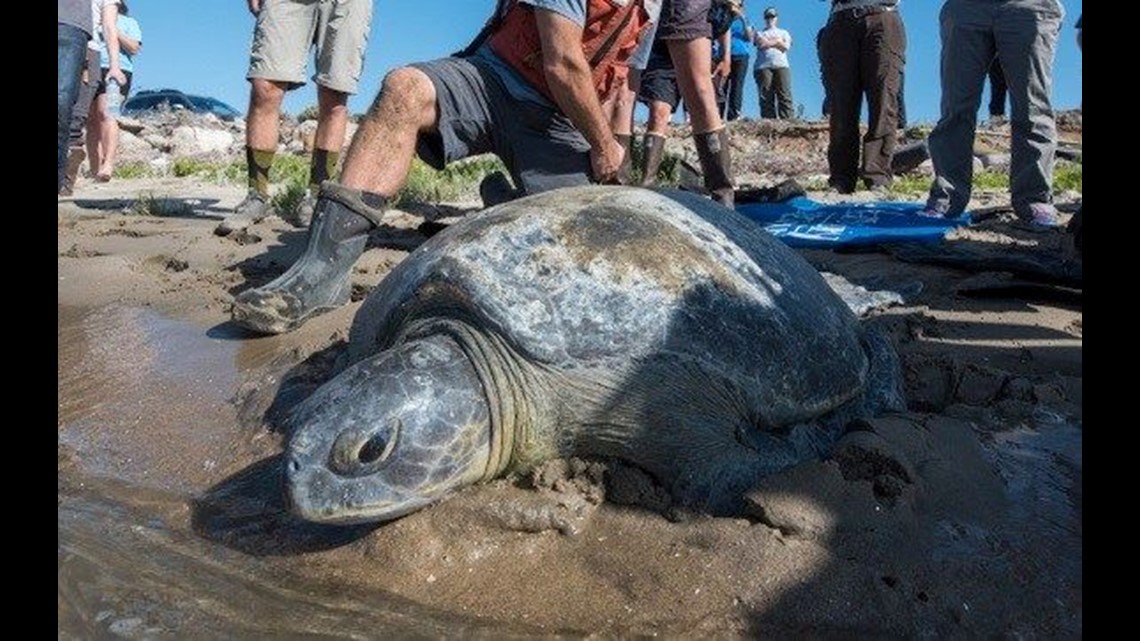 SeaWorld releases Salty the sea turtle back to the wild | cbs8.com