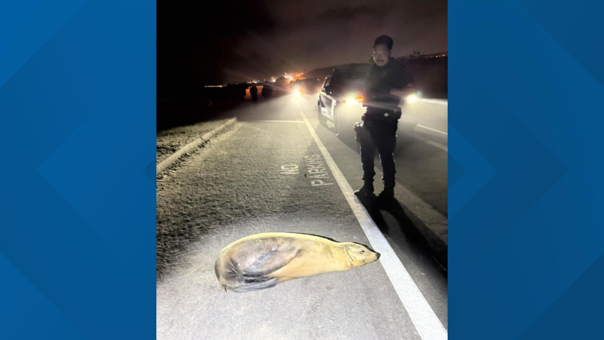 Ill sea lion with domoic acid poisoning rescued from Carlsbad bike lane ...