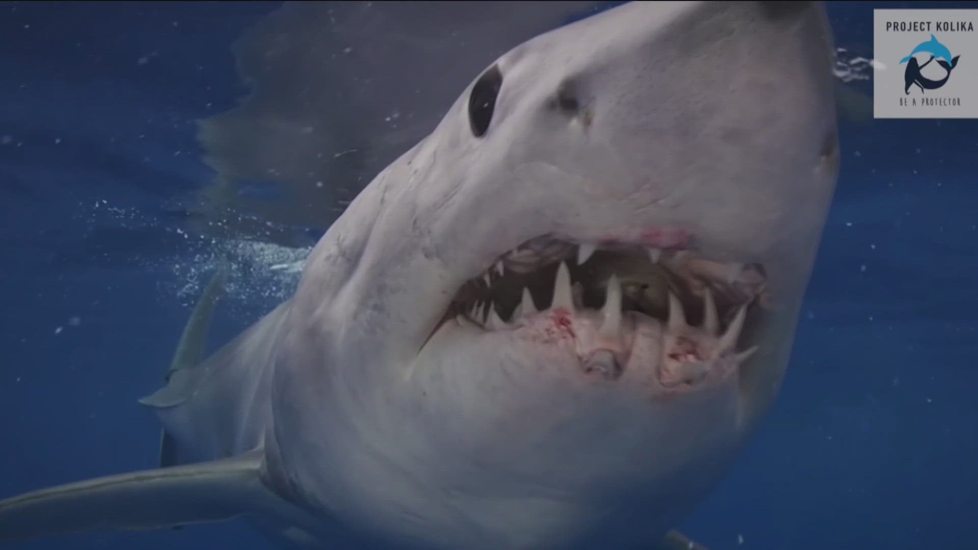 Project Kolika is a voice for animals and leads the charge for ocean ...