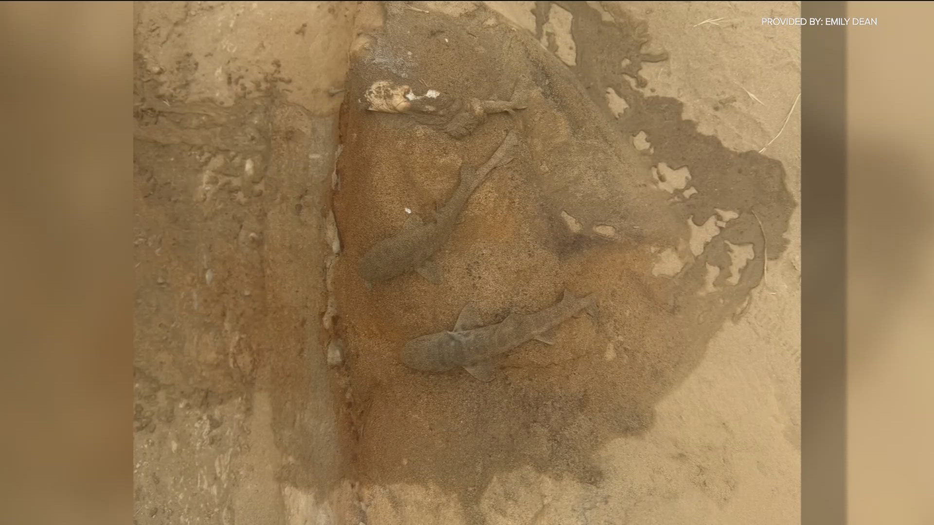 More than a dozen leopard sharks found dead along La Jolla Coastal ...