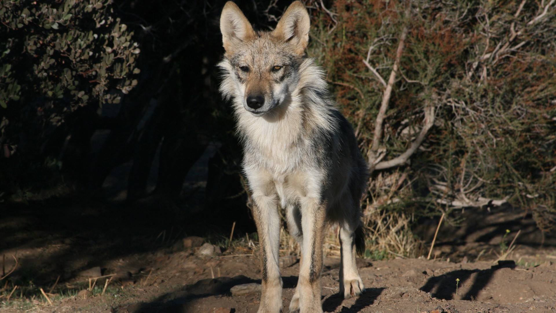 Researchers celebrate recovery of Mexican Gray Wolf population | cbs8.com