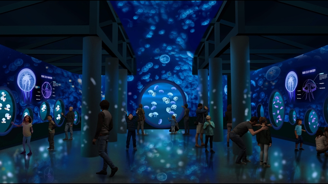 SeaWorld San Diego jellyfish exhibit to open in Spring 2025 | cbs8.com