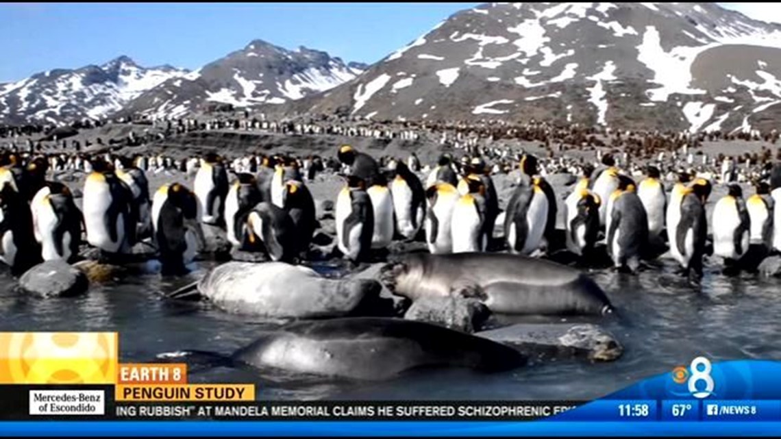 Penguin study | cbs8.com