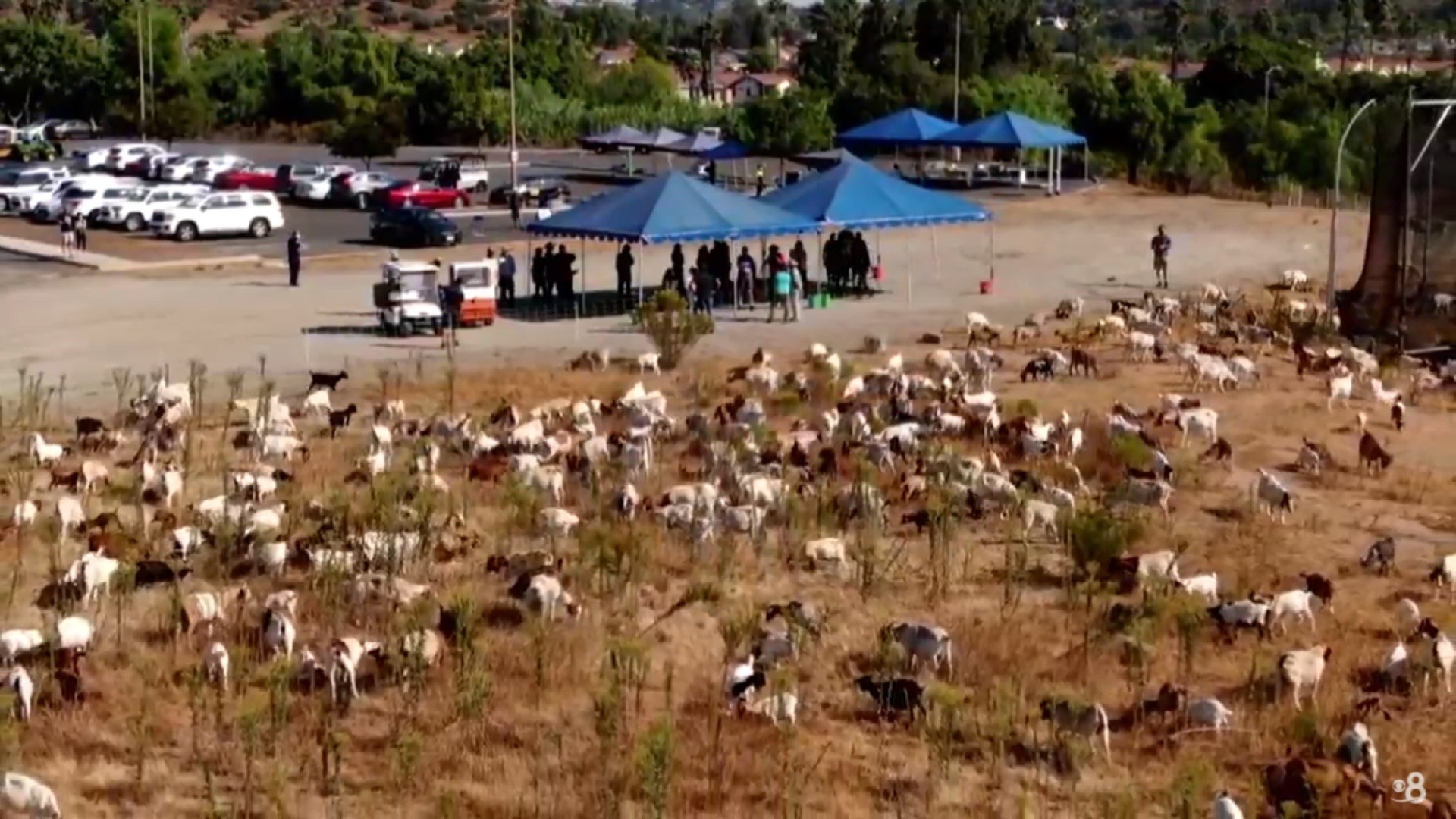 Why are these goats heading to college? | cbs8.com
