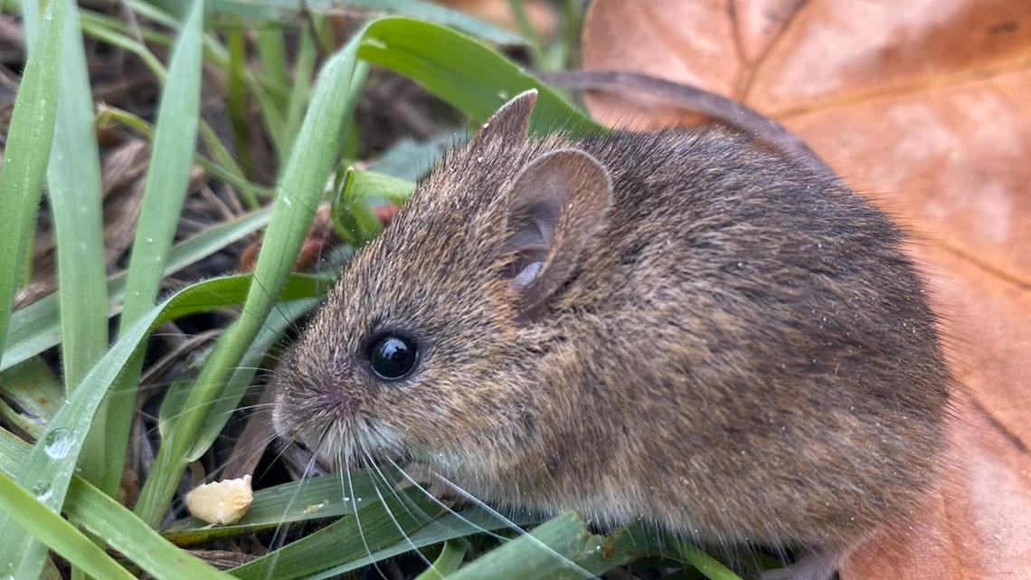 When are the Winter Olympics in 2026? | cbs8.com