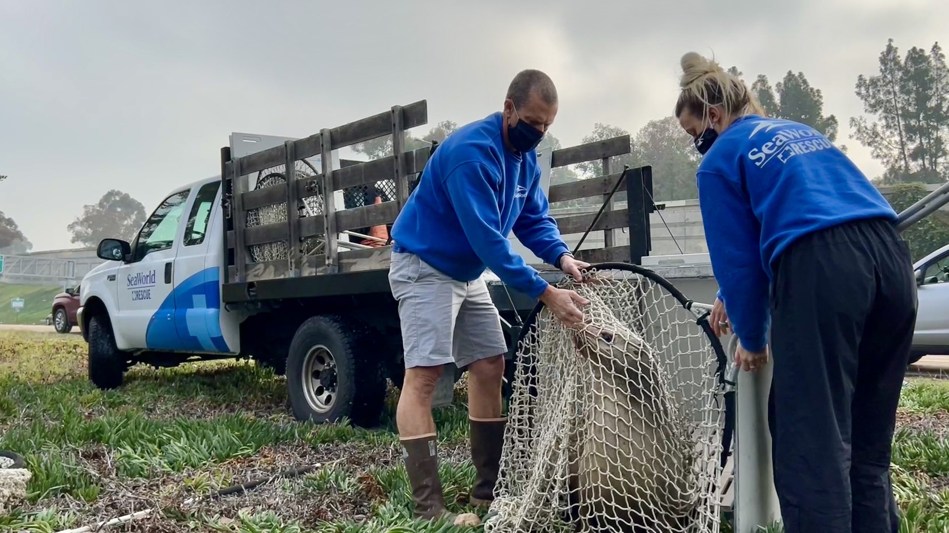 Sea lion rescued on highway at SeaWorld SD Rescue Center | cbs8.com