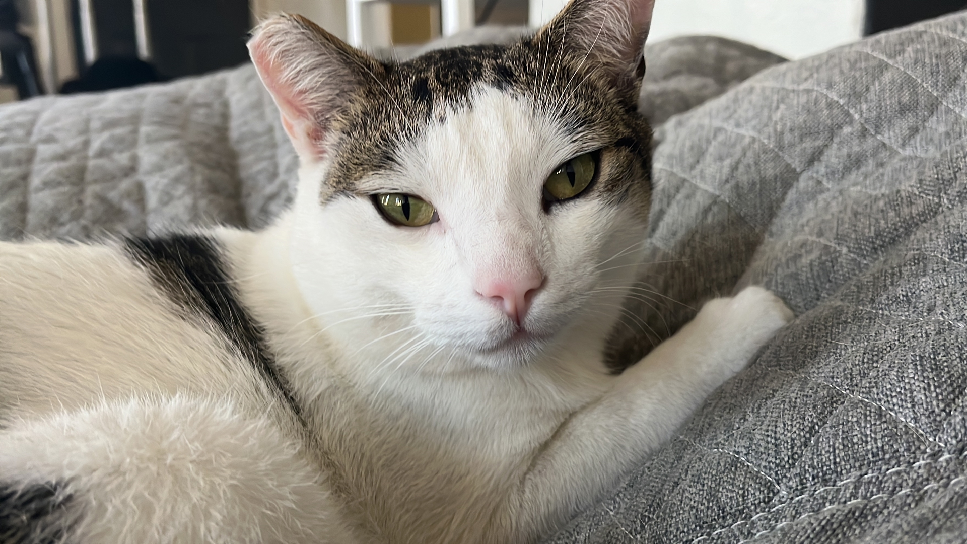 Meet Blue: The stray cat who thinks he’s a dog — and needs a new home ...