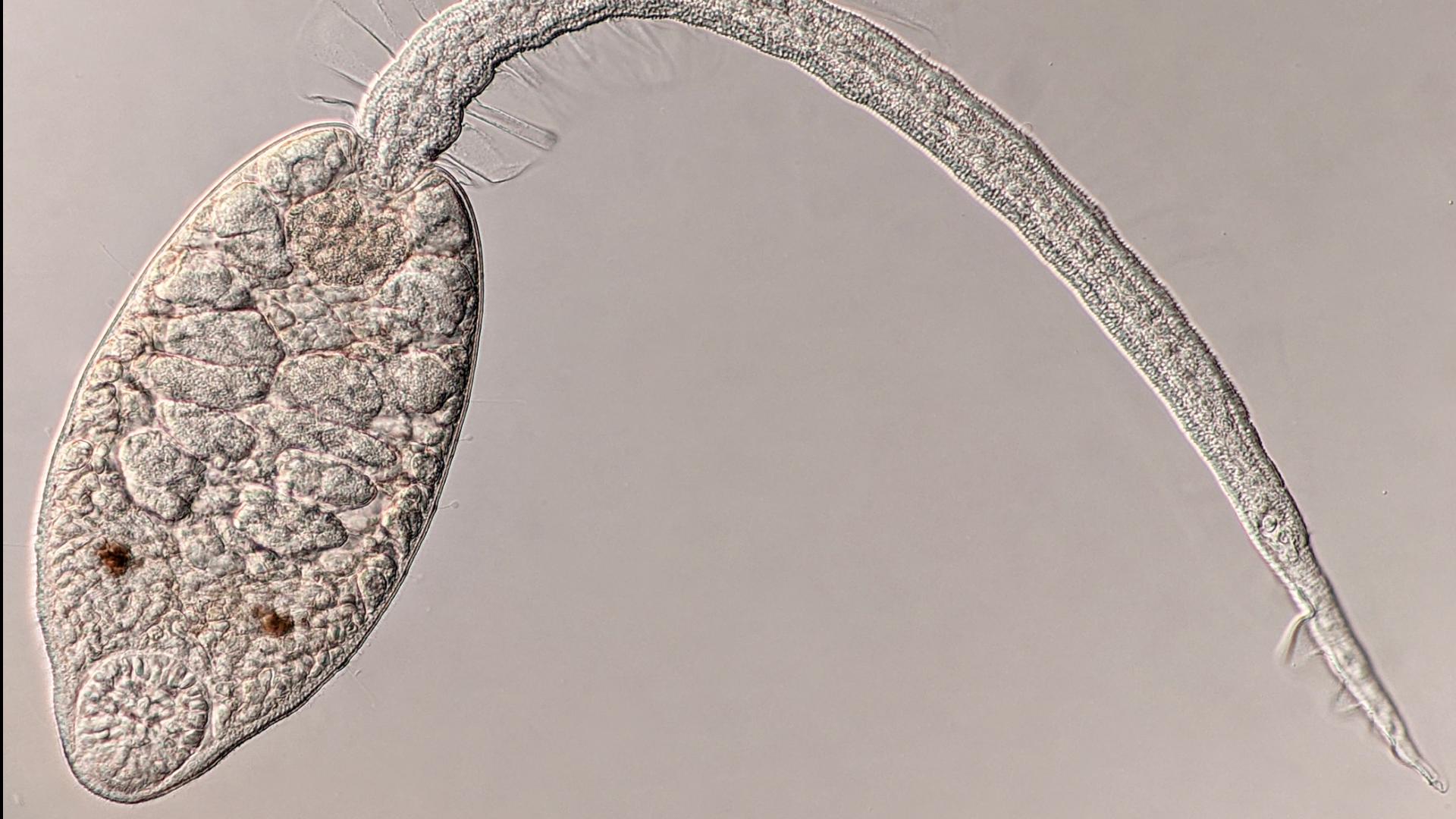 Parasitic zombie snails found at Lake Murray | cbs8.com