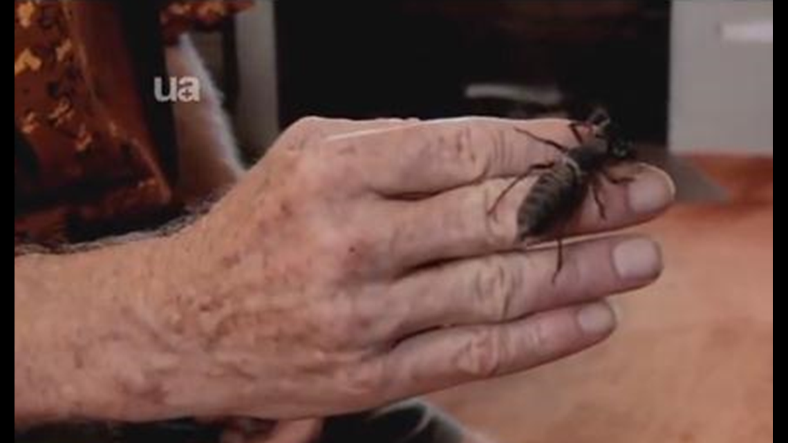 The King of Sting: Researcher discusses insect stings, pain | cbs8.com