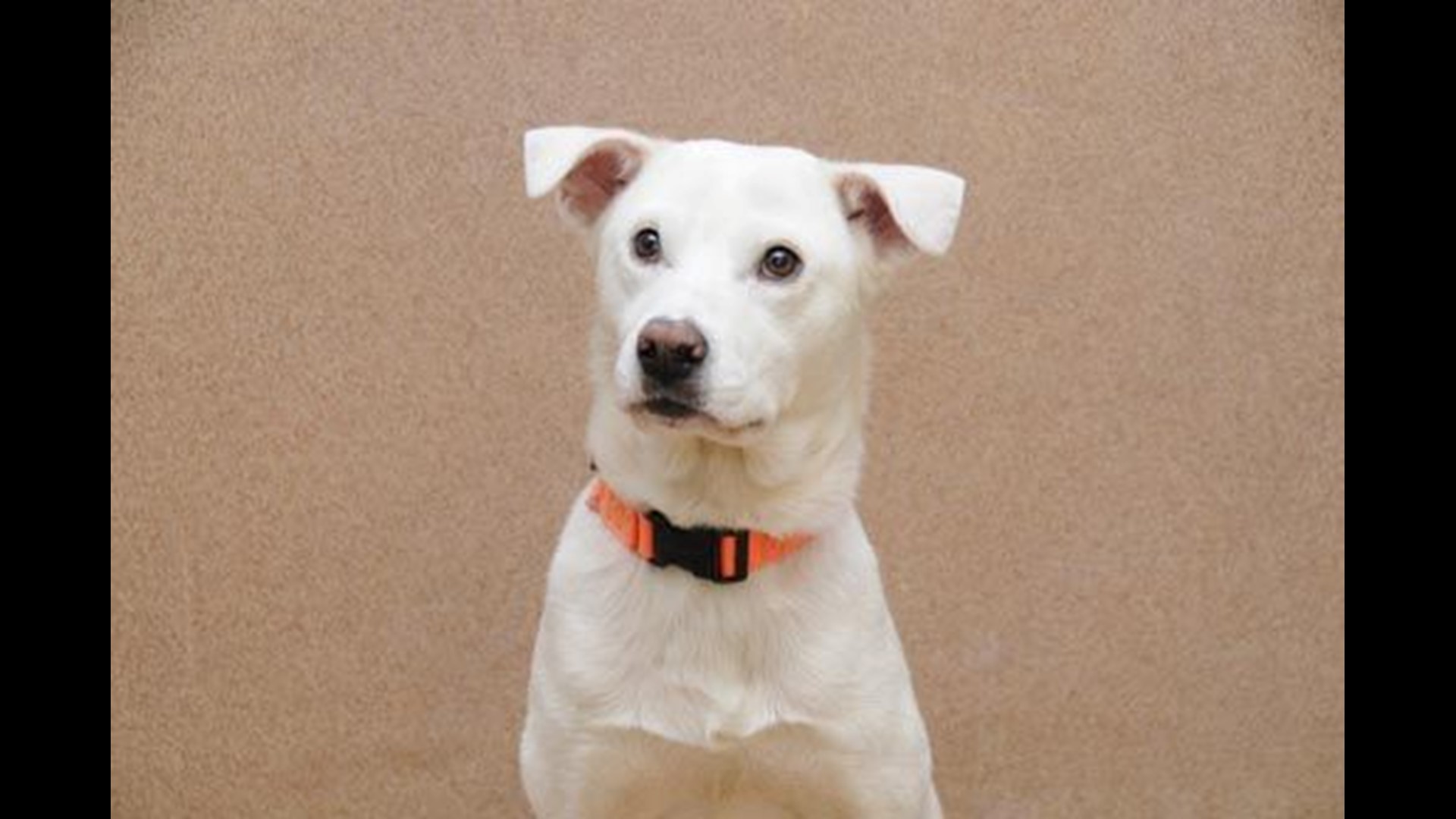 Fitz: Playful pup | cbs8.com