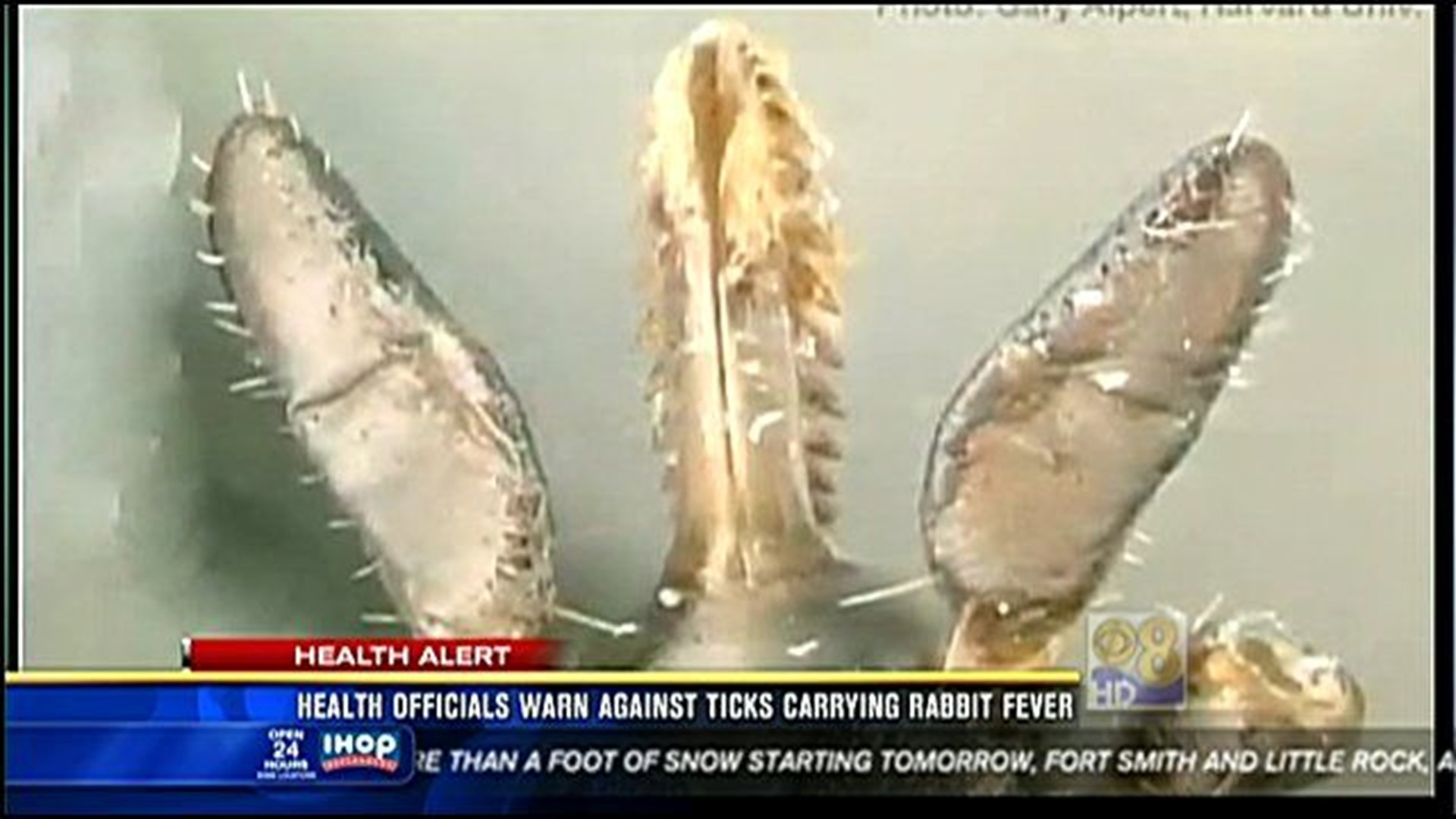Health officials warn against ticks carrying rabbit fever | cbs8.com