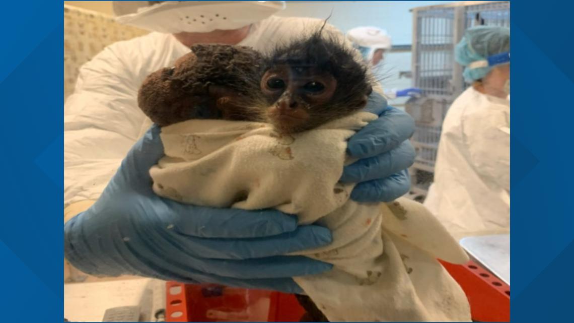 Houston man sentenced for smuggling spider monkeys | cbs8.com