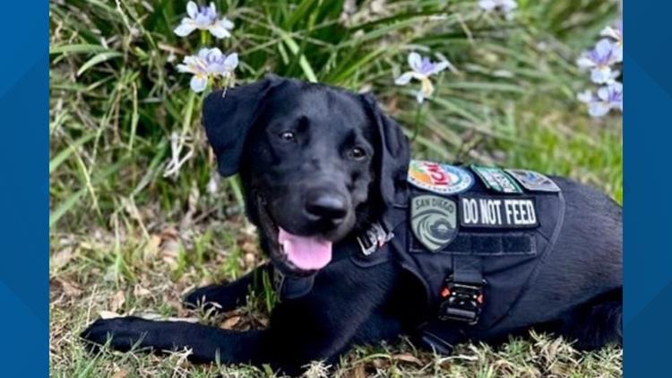 San Diego police introduce Phoebe, the K9 who sniffs out child ...