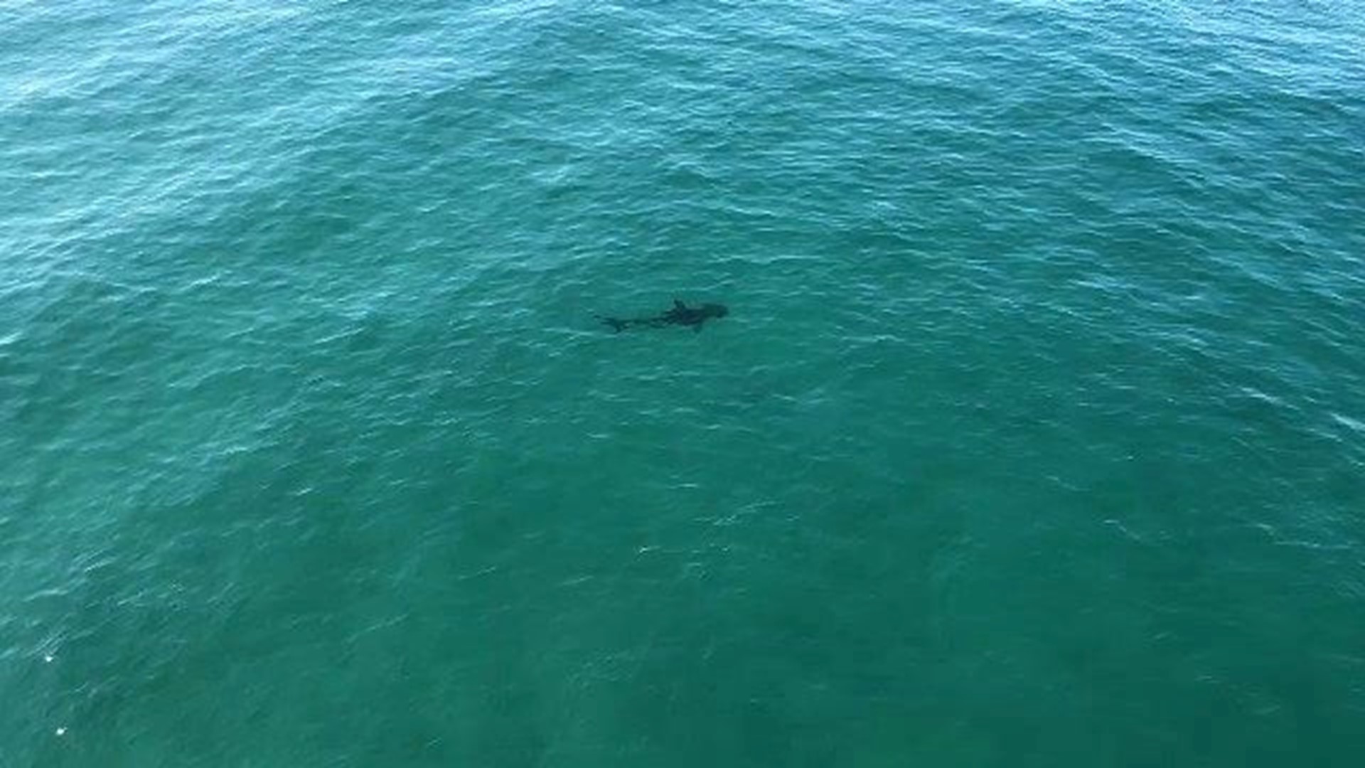 Oceanside beaches reopen following hammerhead shark sighting | cbs8.com