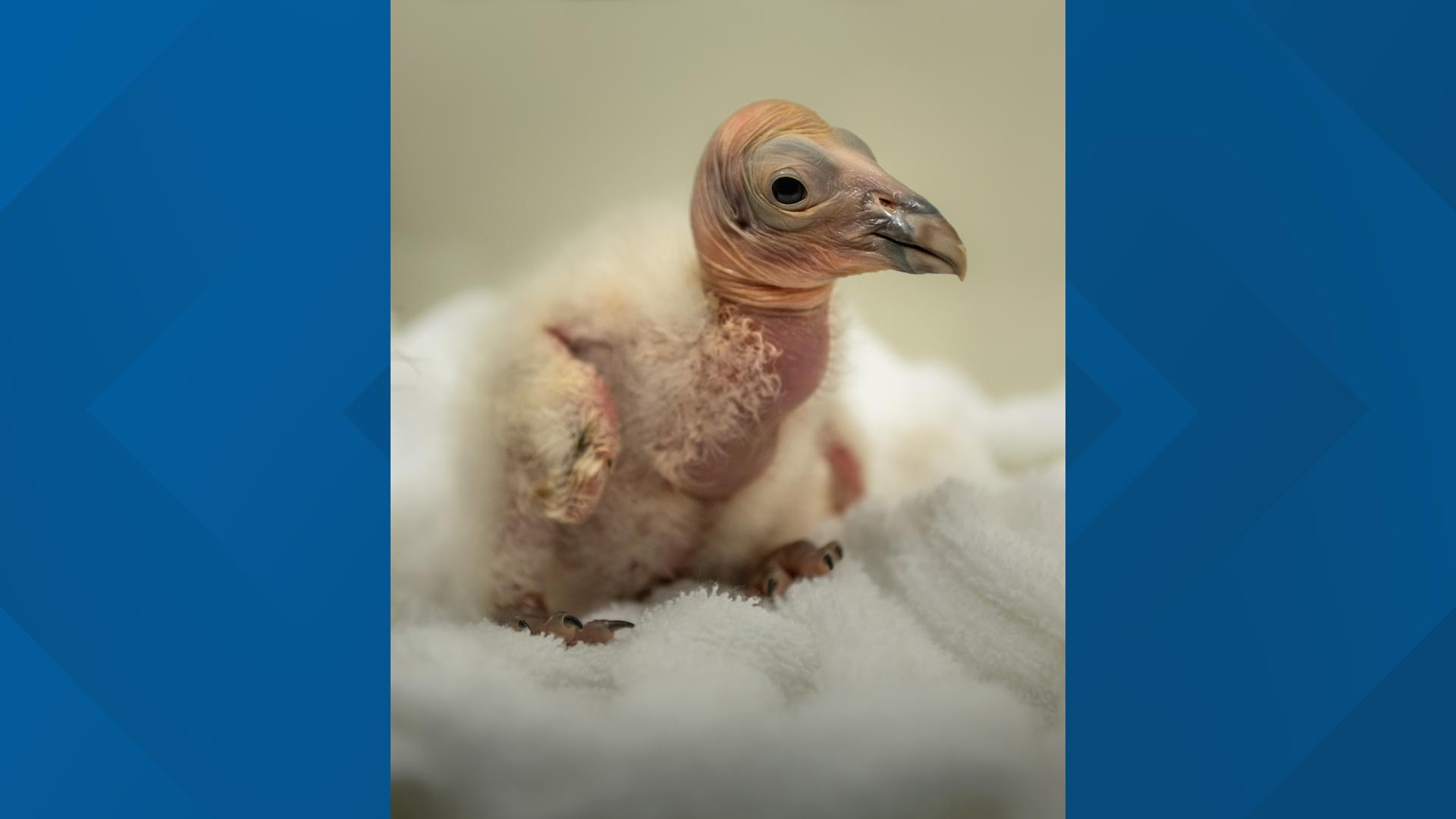 New condor chicks hatch at Los Angeles Zoo | cbs8.com