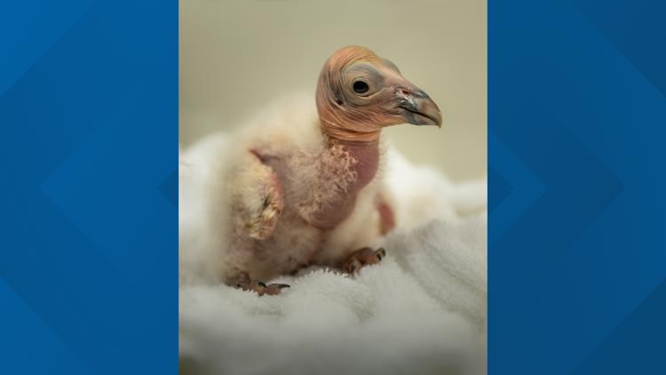 New condor chicks hatch at Los Angeles Zoo | cbs8.com