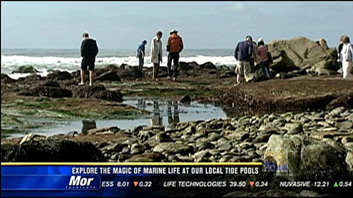 Explore the magic of marine life at our local tide pools | cbs8.com