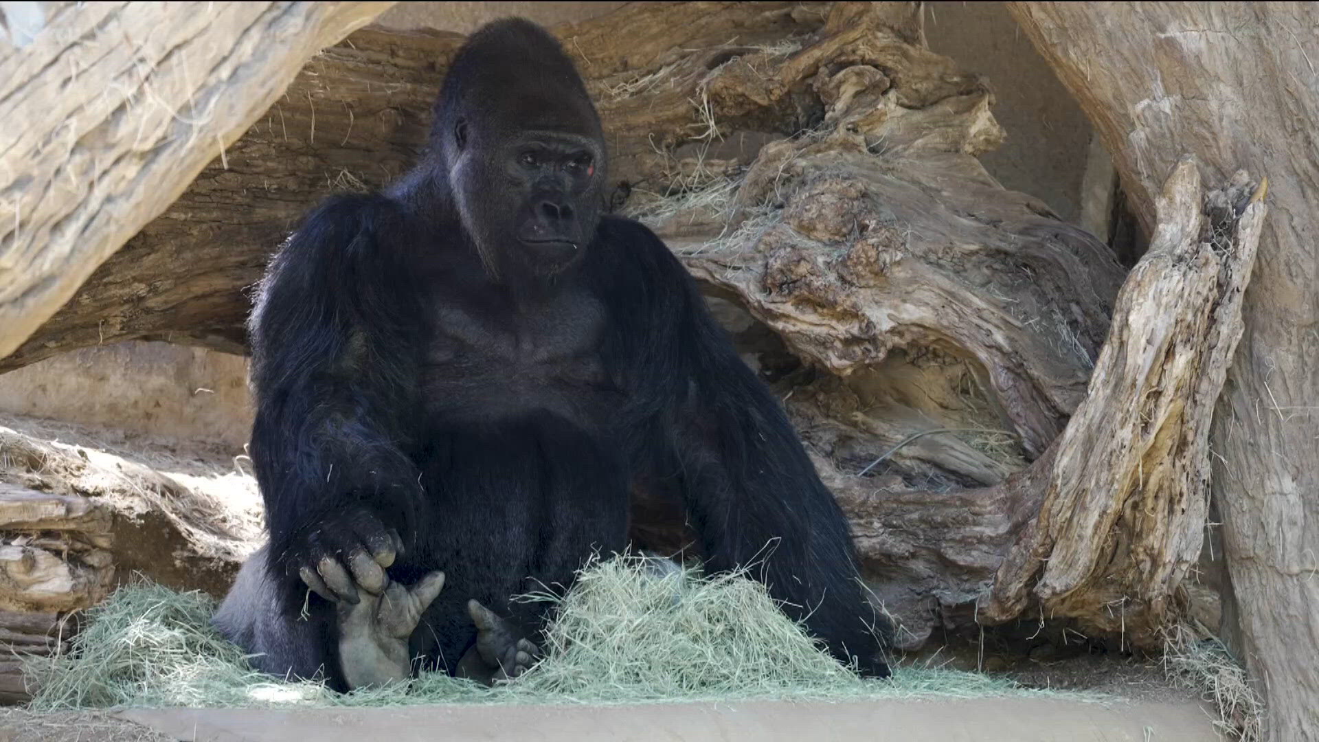 Paul Donn, leader of western lowland gorilla troop at San Diego Safari ...