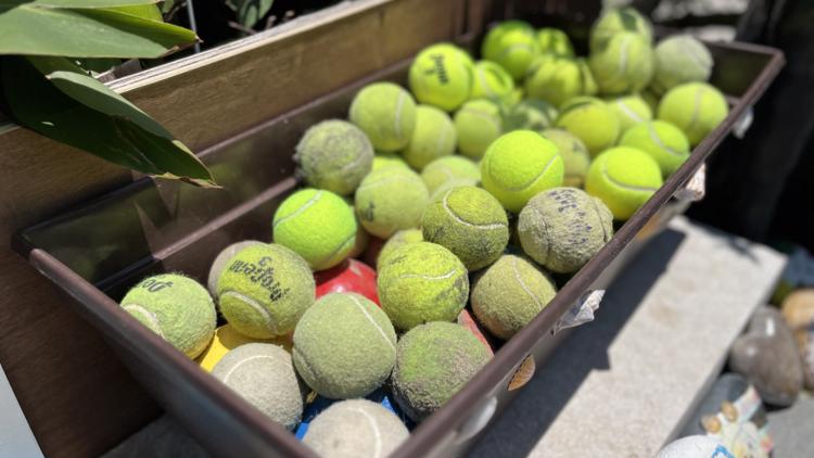 Children's book, 'Wally Ball' written about Del Mar's Dog Beach | cbs8.com