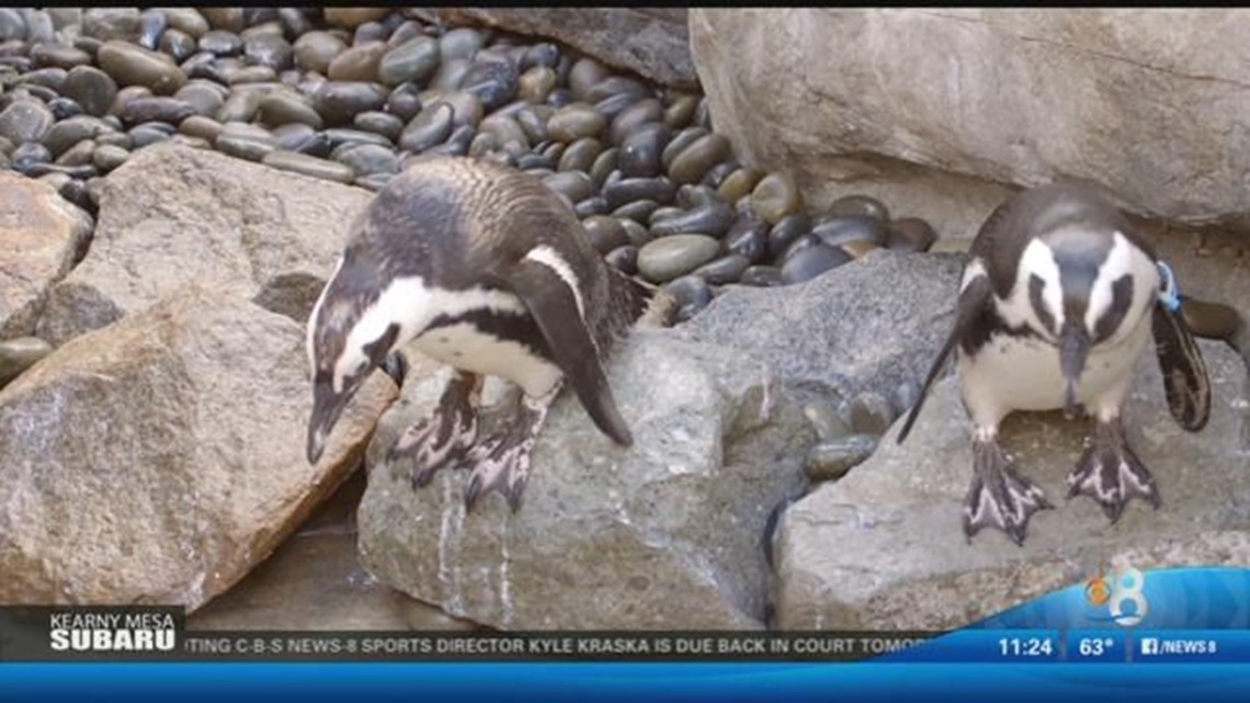Zoo debuts new live Penguin Cam | cbs8.com