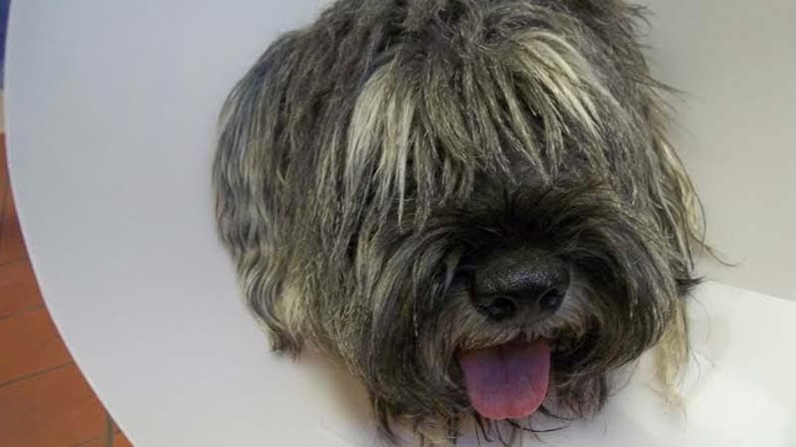 Oso: Very friendly and loving | cbs8.com