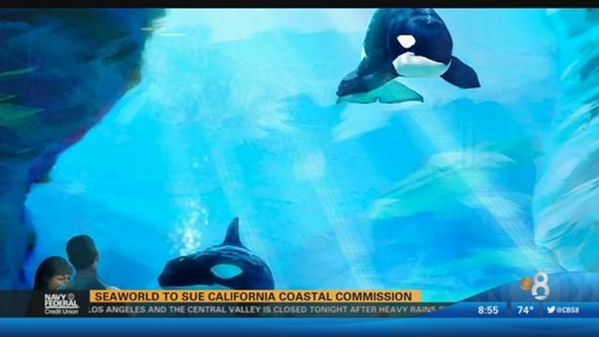 SeaWorld to sue California Coastal Commission over whale breeding ban ...