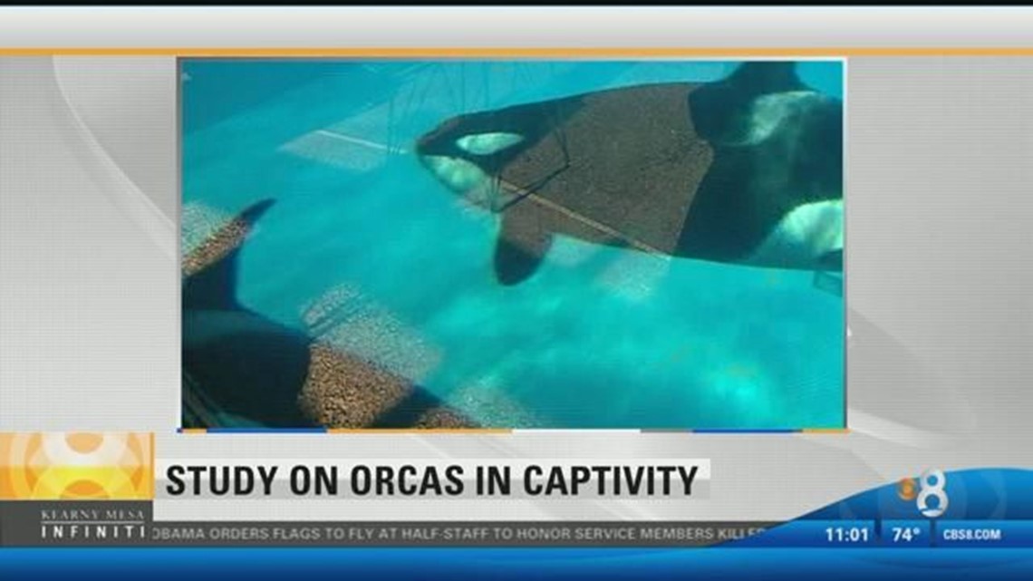 Study on Orcas in captivity stirs up controversy | cbs8.com